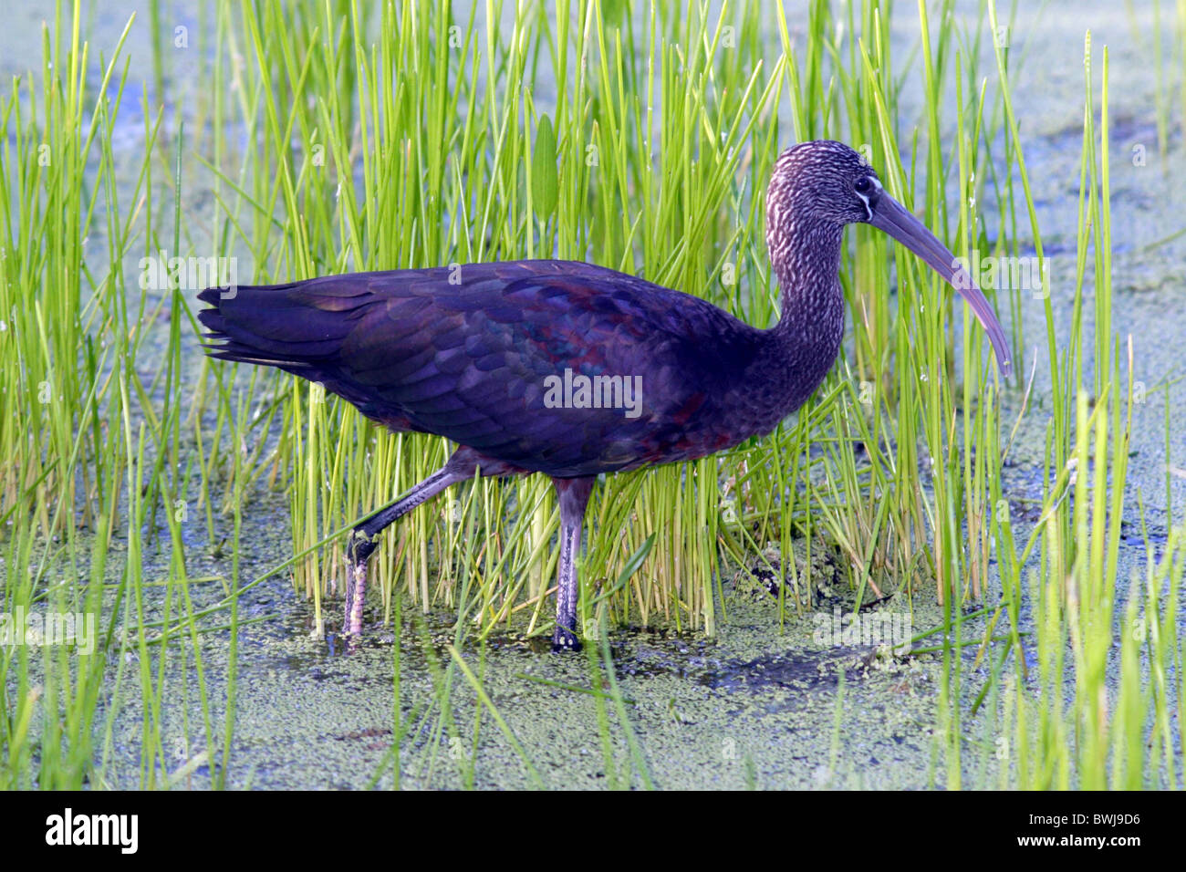 wildlife birds animals waders ibis North America Florida Stock Photo ...