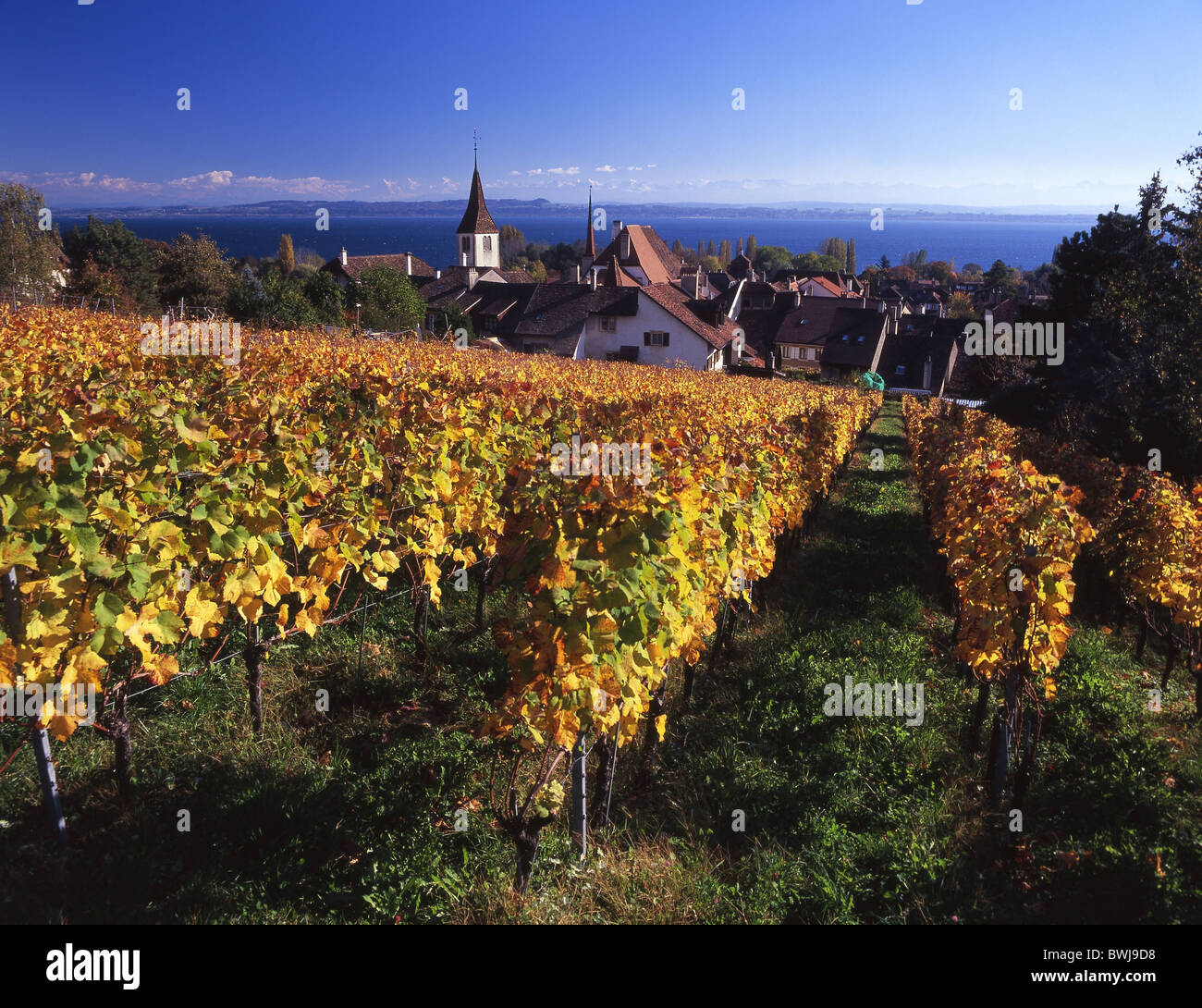 shoots Auvernier vineyard wine autumn scenery landscape Neuenburgersee ...