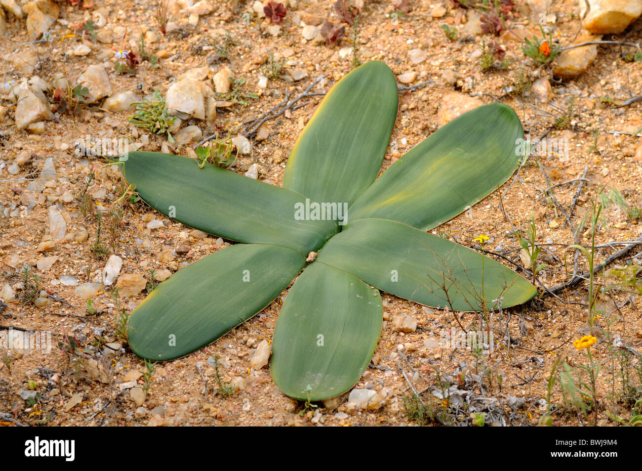 Brunsvigia comptonii, candelabra lily, Kandelaarblom, Maartblom ...
