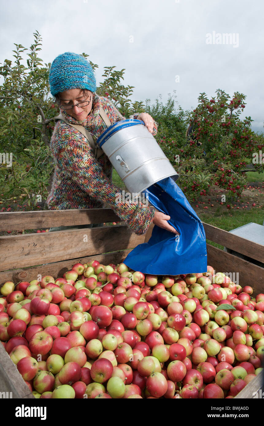 Harvesting eating apples, UK Stock Photo - Alamy