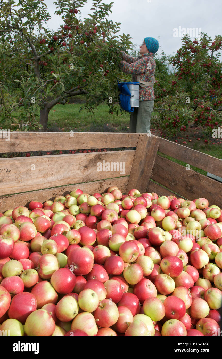 Harvesting eating apples, UK Stock Photo - Alamy