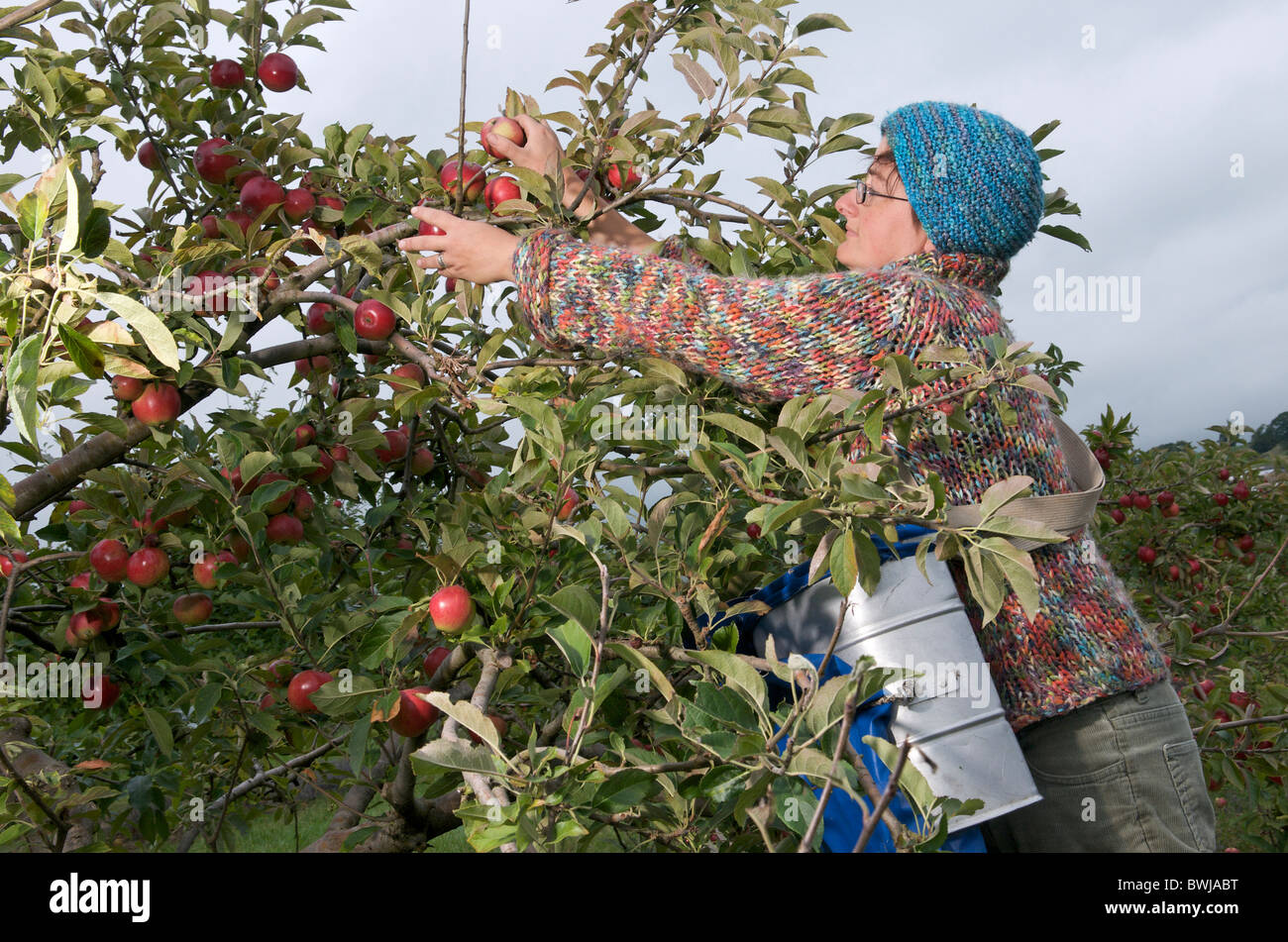 Harvesting eating apples, UK Stock Photo - Alamy