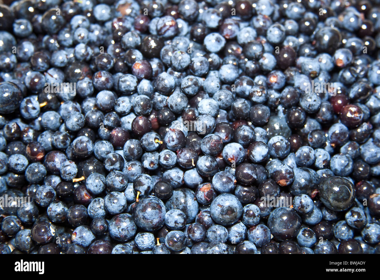 English sloes hi-res stock photography and images - Alamy