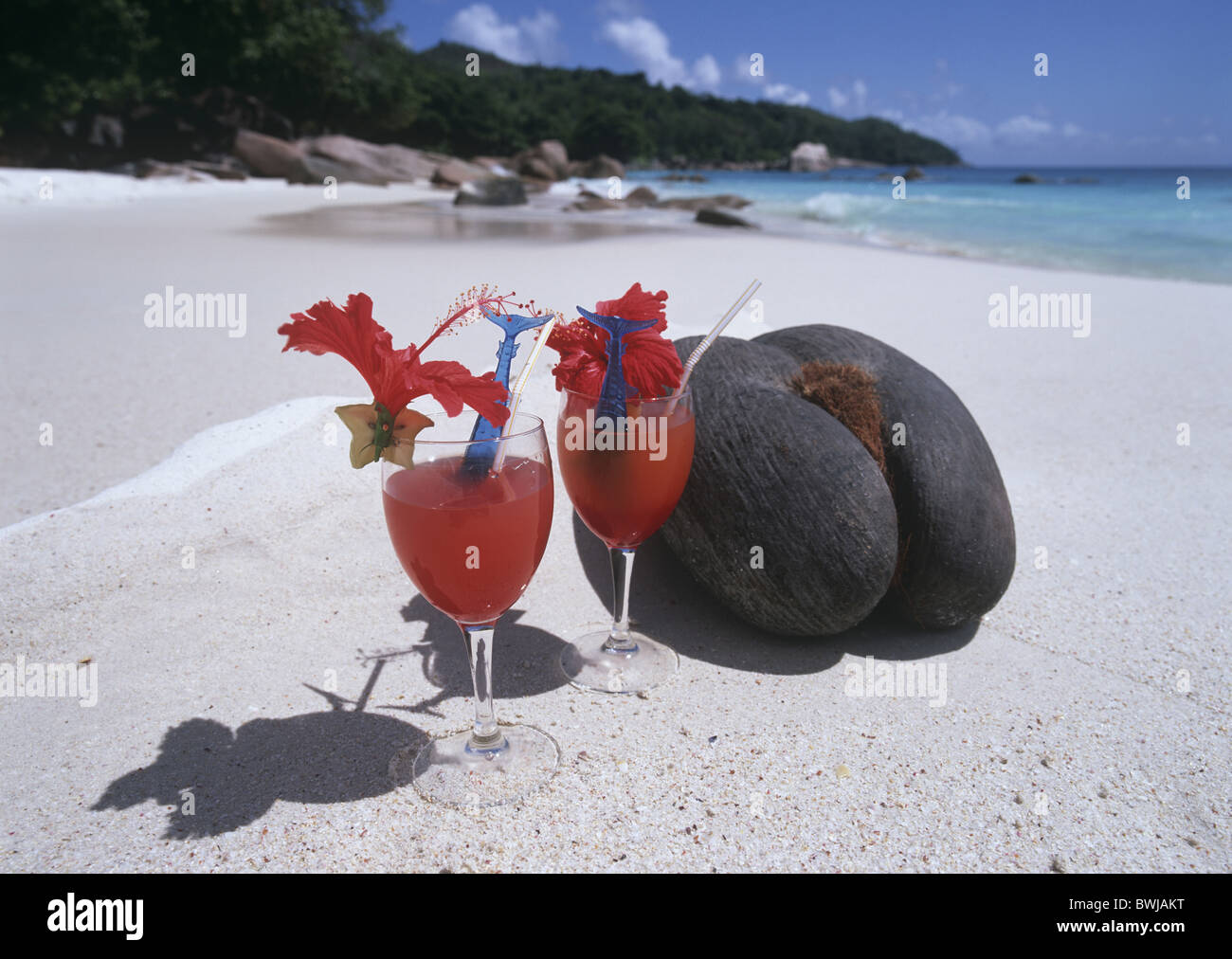Seychelles Indian ocean island isle Praslin coconut Coco de Mer ...