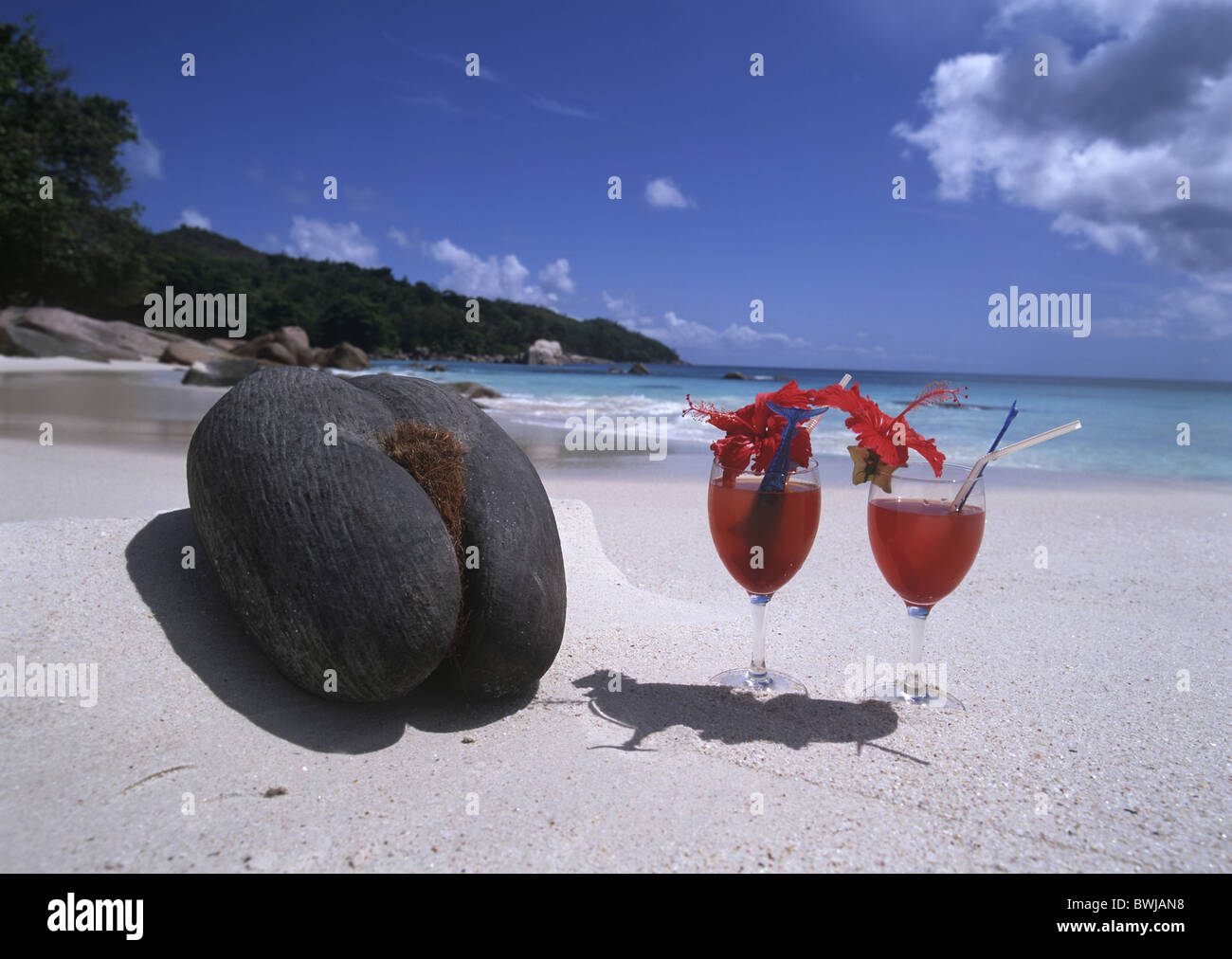 Seychelles Indian ocean island isle Praslin coconut Coco de Mer ...