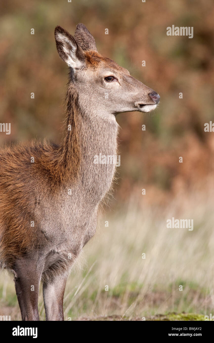Red Deer Hind standing facing right, watching Stock Photo - Alamy