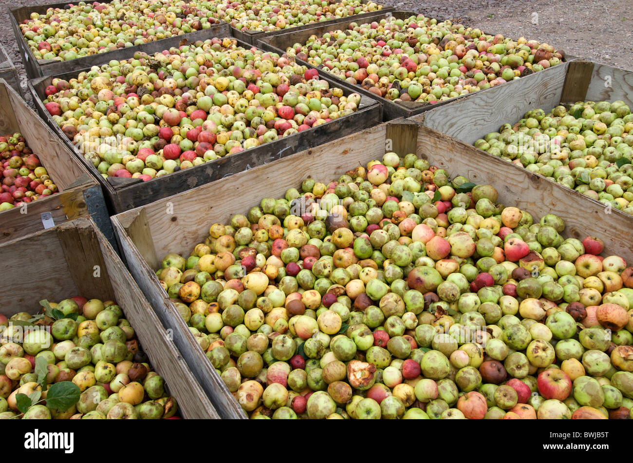 Harvested apples at commercial growers UK Stock Photo - Alamy