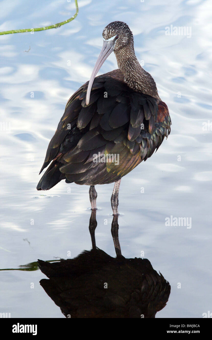 wildlife birds animals waders ibis North America Florida Stock Photo ...