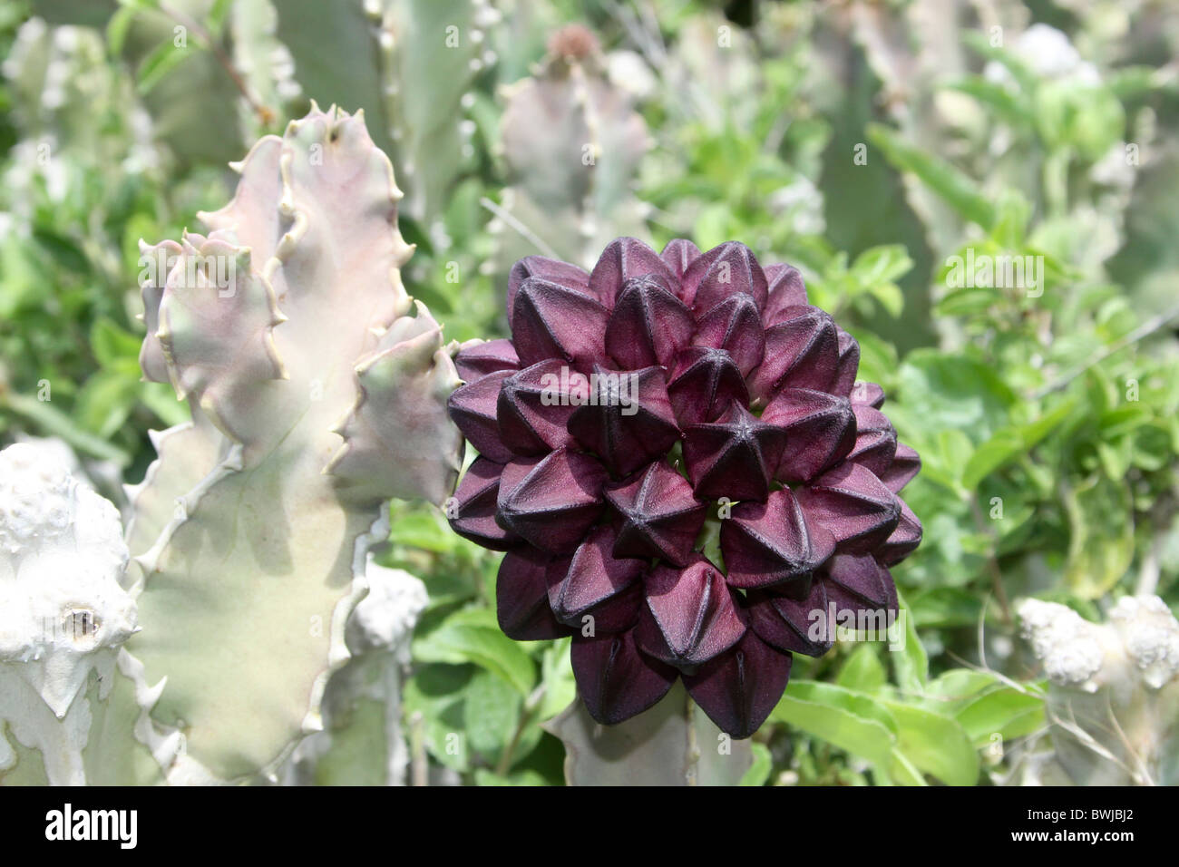 Tanzania, Caralluma flower Stock Photo - Alamy