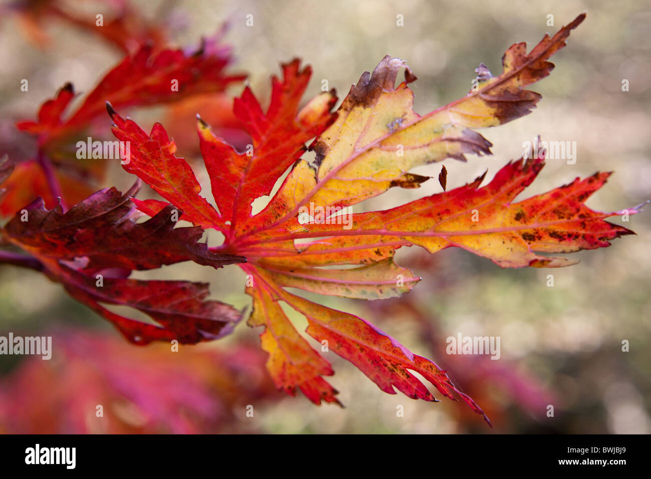 Spirally arranged leaves hi-res stock photography and images - Alamy
