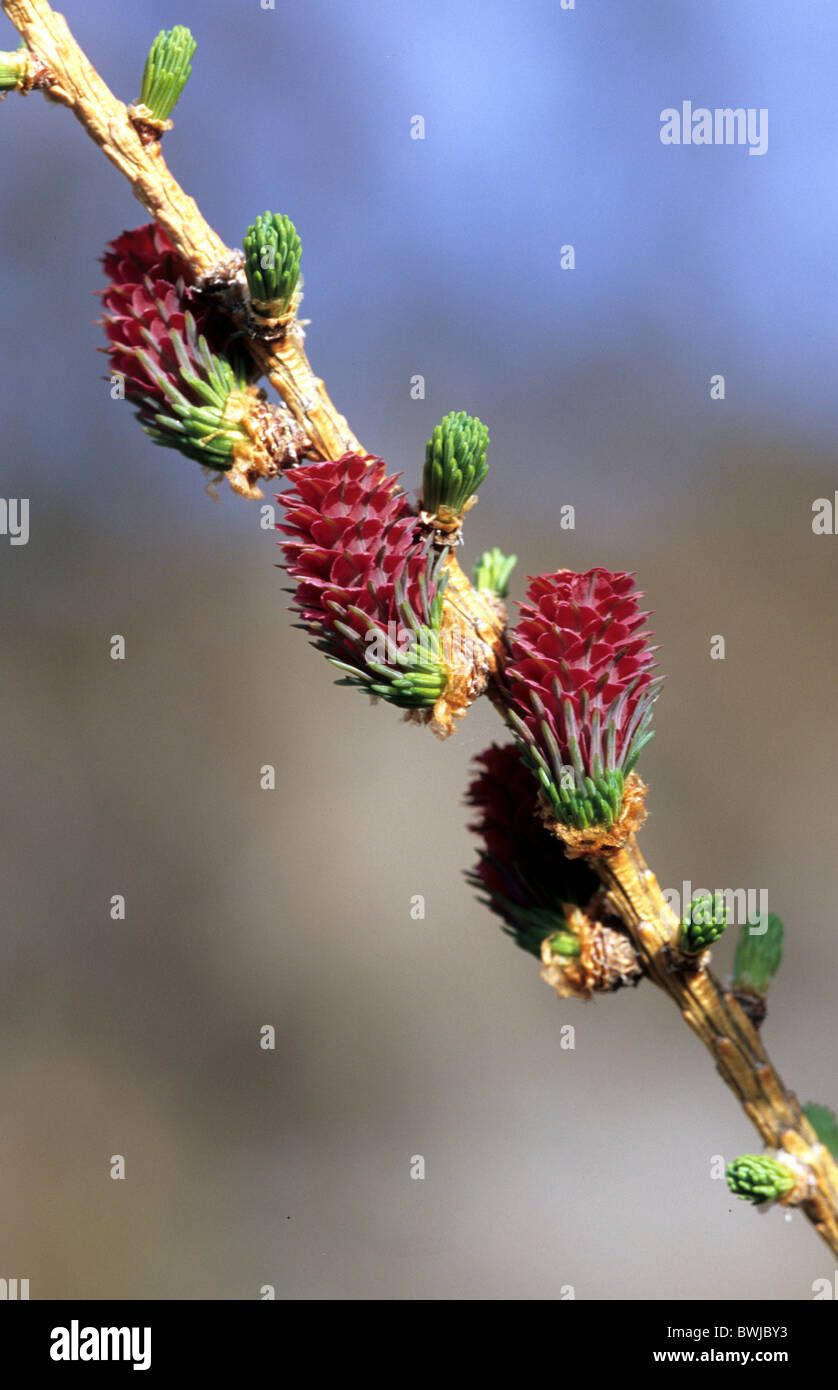 flora Switzerland Europe larch Larix decidua tree branch blossoms red ...