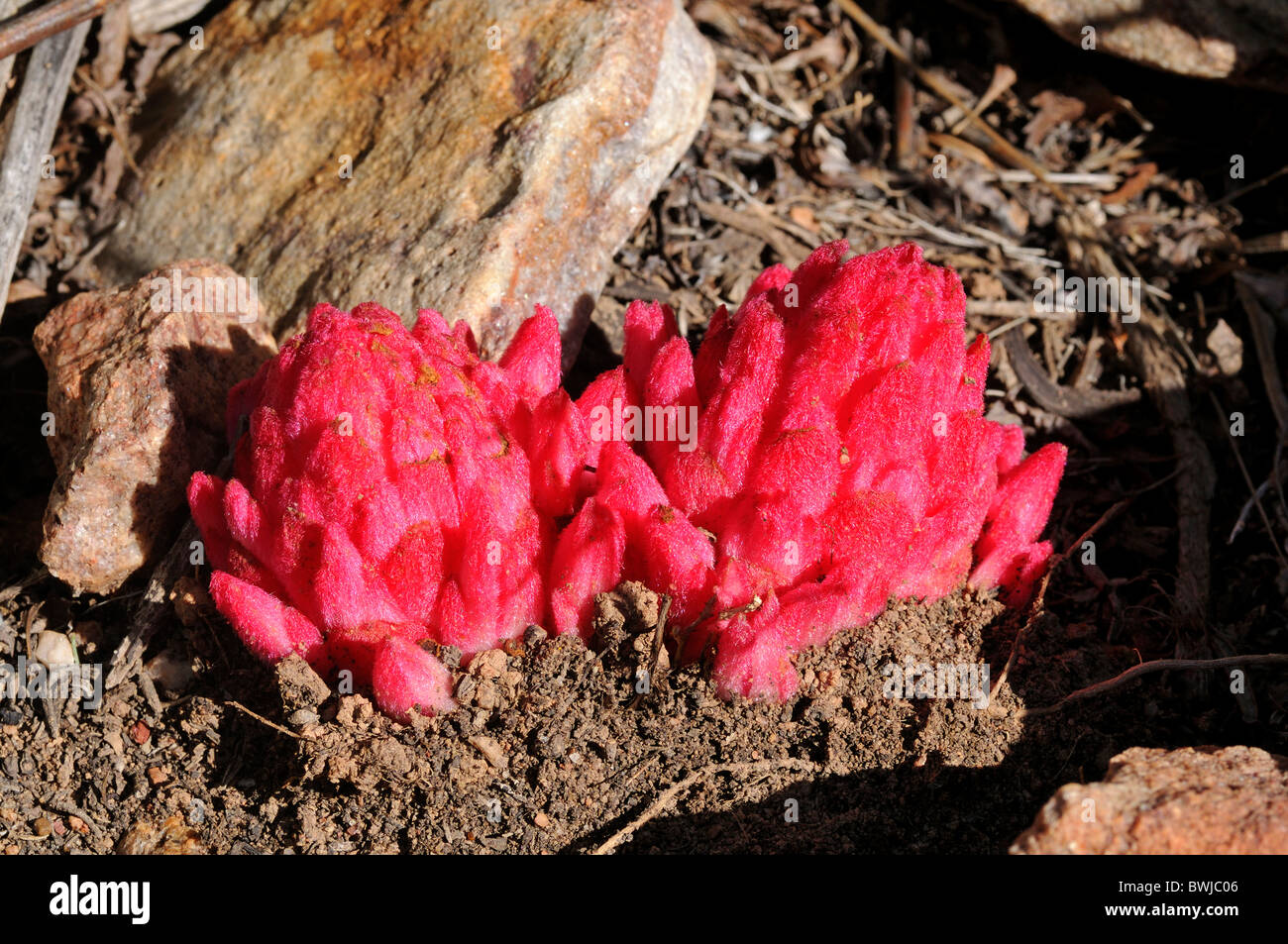Root parasite hi-res stock photography and images - Alamy