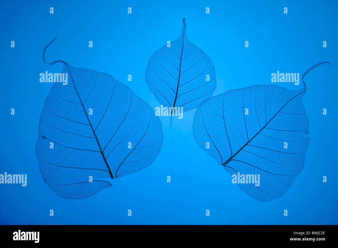 Blue leaves texture Stock Photo - Alamy