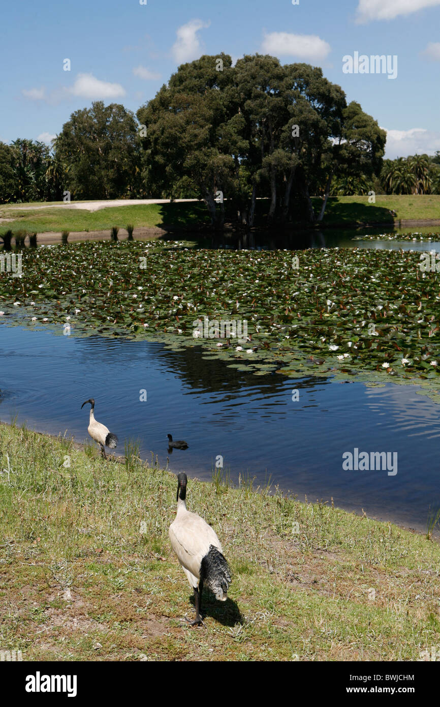 Centennial Park in Sydney, Australie Stock Photo - Alamy
