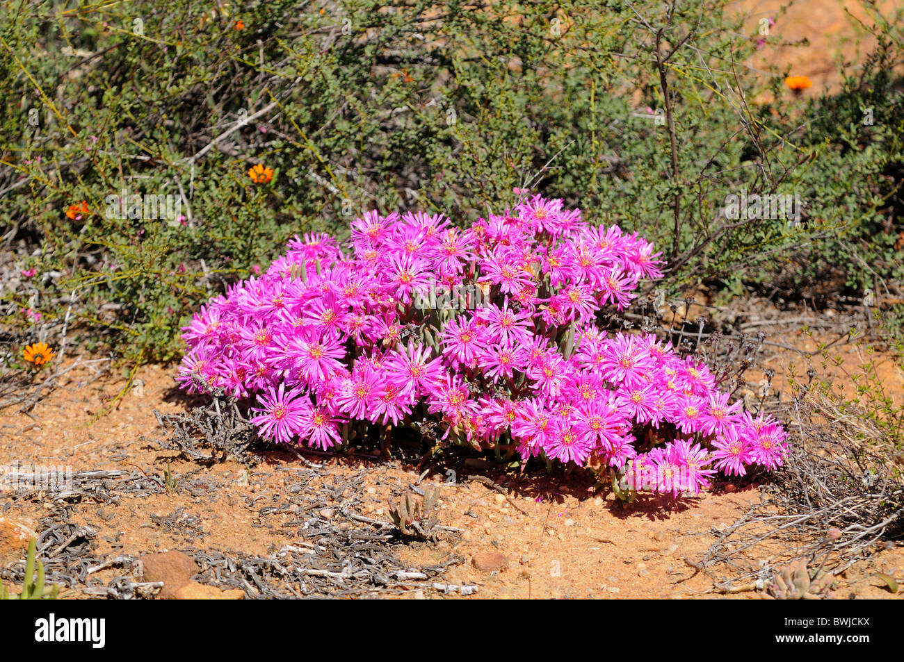 Leipoldtia schultzei in habitat, Namaqualand, South Africa Stock Photo ...