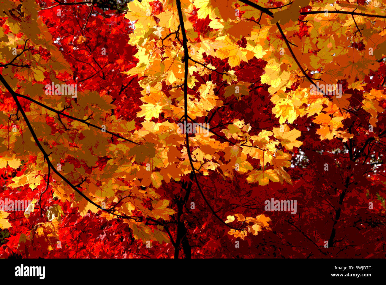 Colourful autumn trees and leaves in The National Arboretum, Westonbirt ...