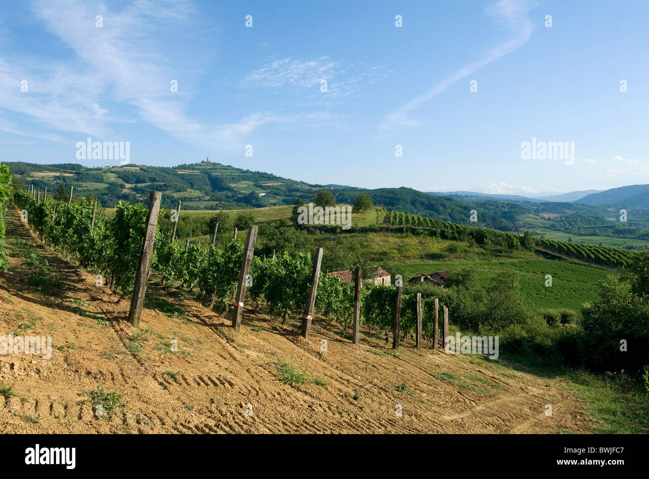 Vineyard around Cessole, Asti, Piemonte, Italy Stock Photo - Alamy