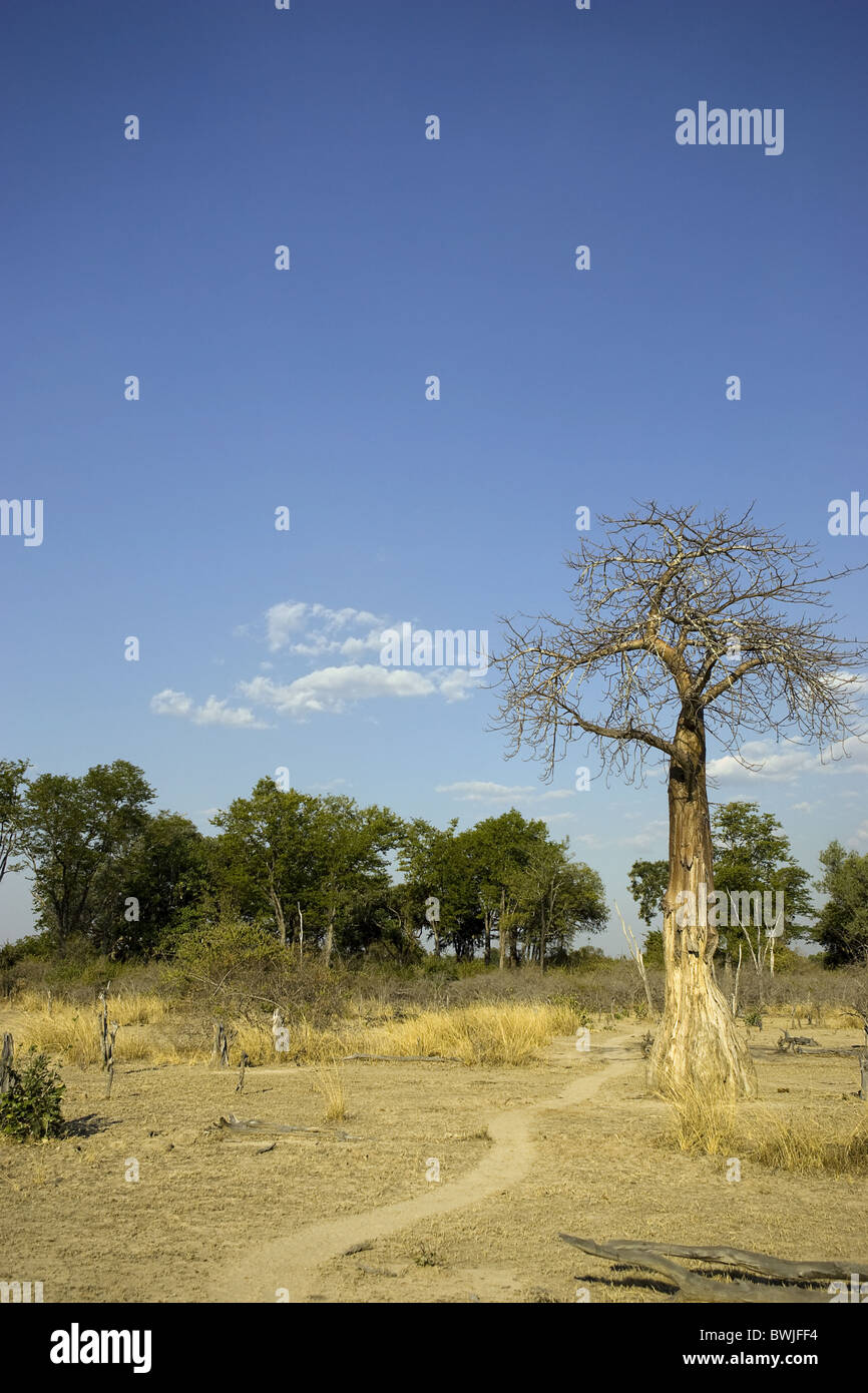 Baobob tree hi-res stock photography and images - Alamy