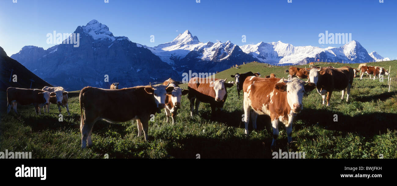 cow cows cow herd cattle mountains Alps Grindelwald Bernese Oberland ...