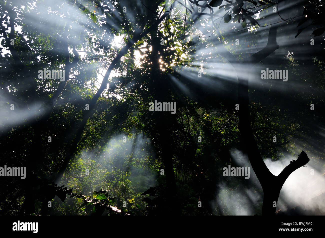 Sun rays in a forest Stock Photo - Alamy