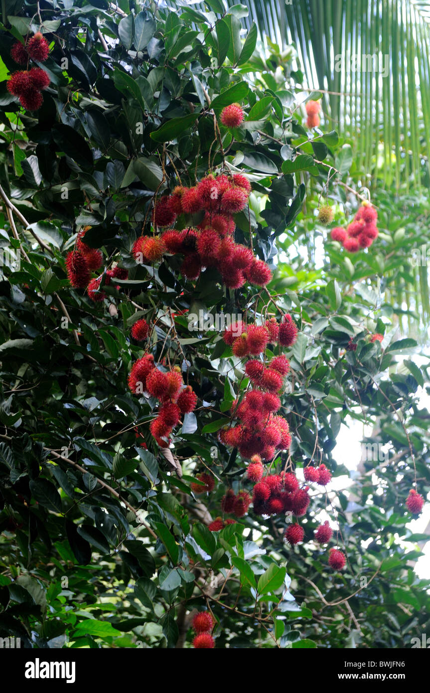 Rambutan tree hi-res stock photography and images - Alamy