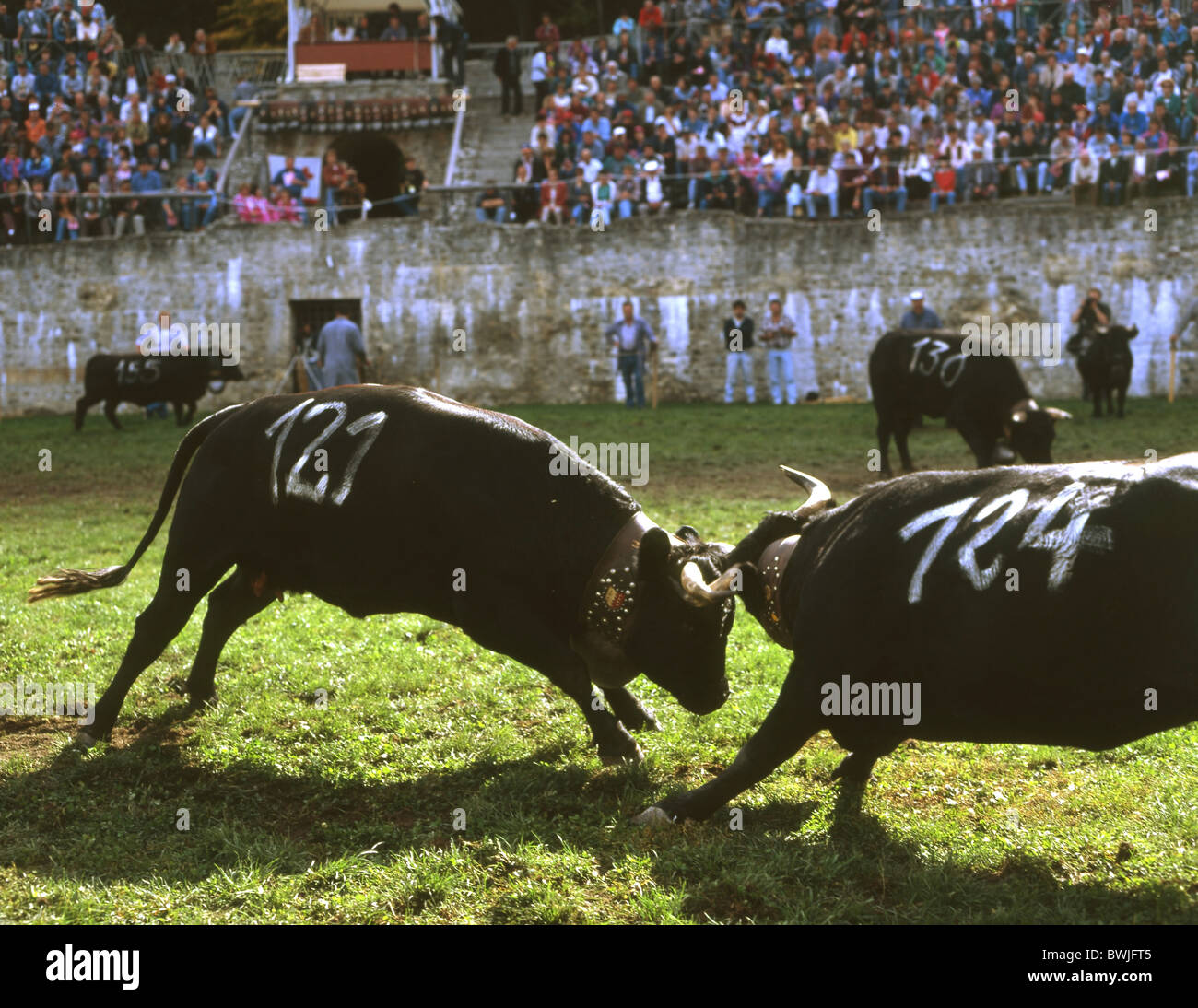 cow fight Eringer cows fight battle duel Vache d'Hérens folklore custom ...