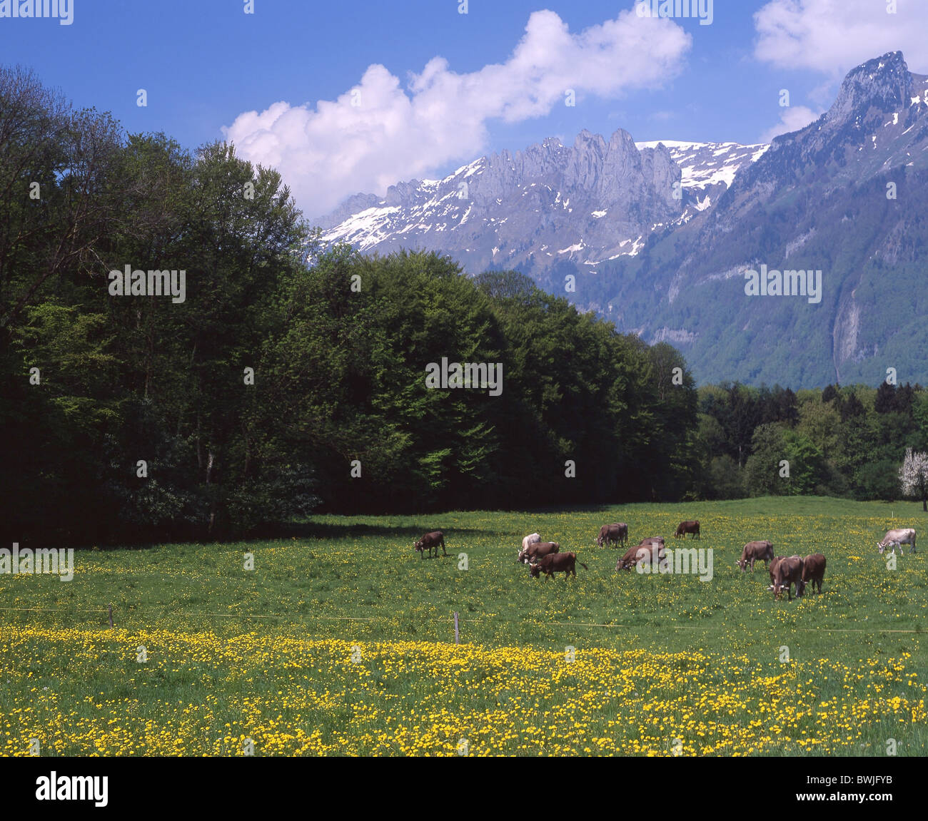 Sennwald hi-res stock photography and images - Alamy