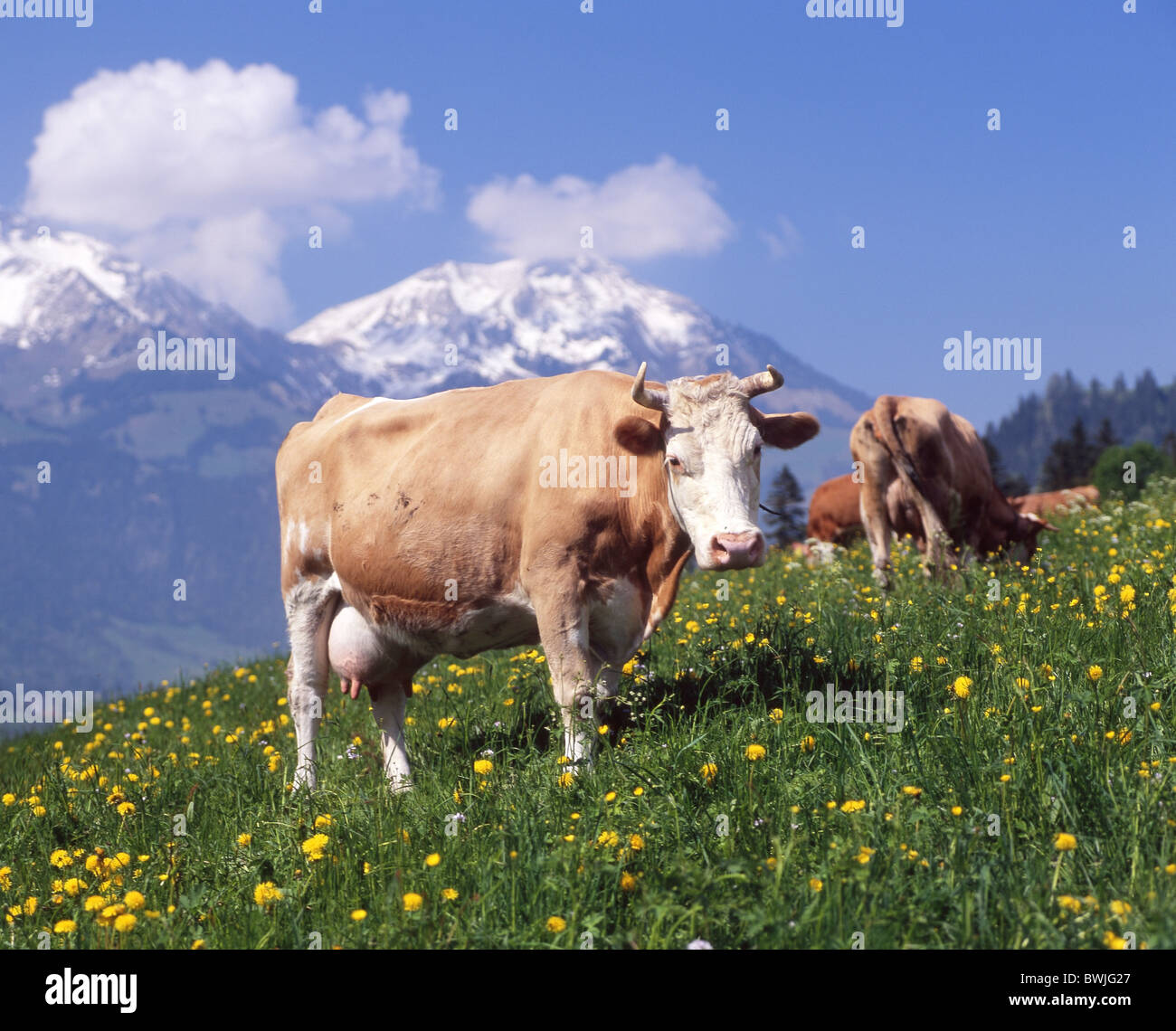 Simmentaler cow Kandertal cows mountain Niesen mountains Alps meadow ...