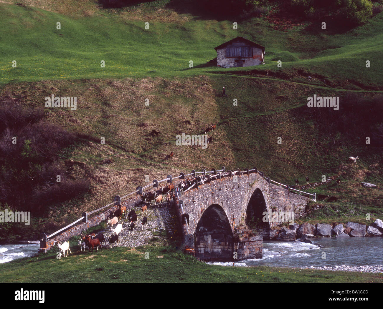 Roman bridge stone bridge bridge near Hinterrhein river nanny goats ...