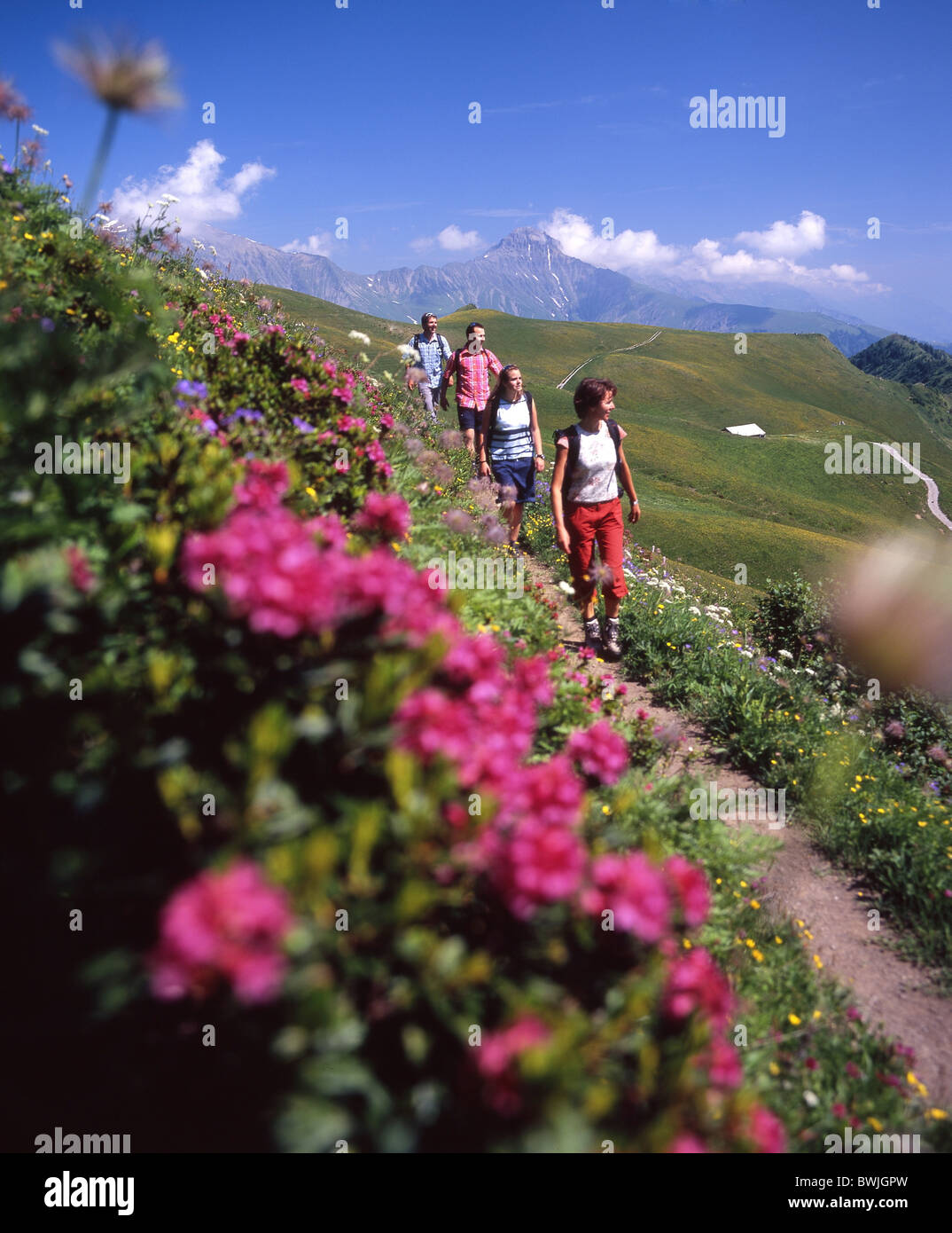 hiking hiker group path footpath Alpine roses mountains Alps spare time ...