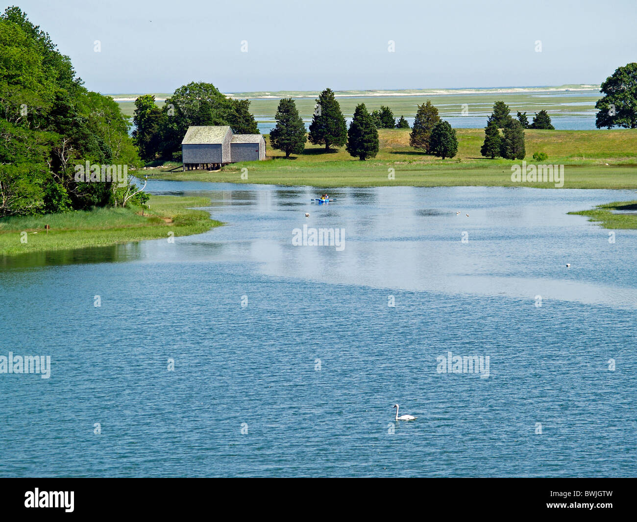 Swan gliding on Nauset Marsh, Cape Cod National Seashore,Massachusetts ...