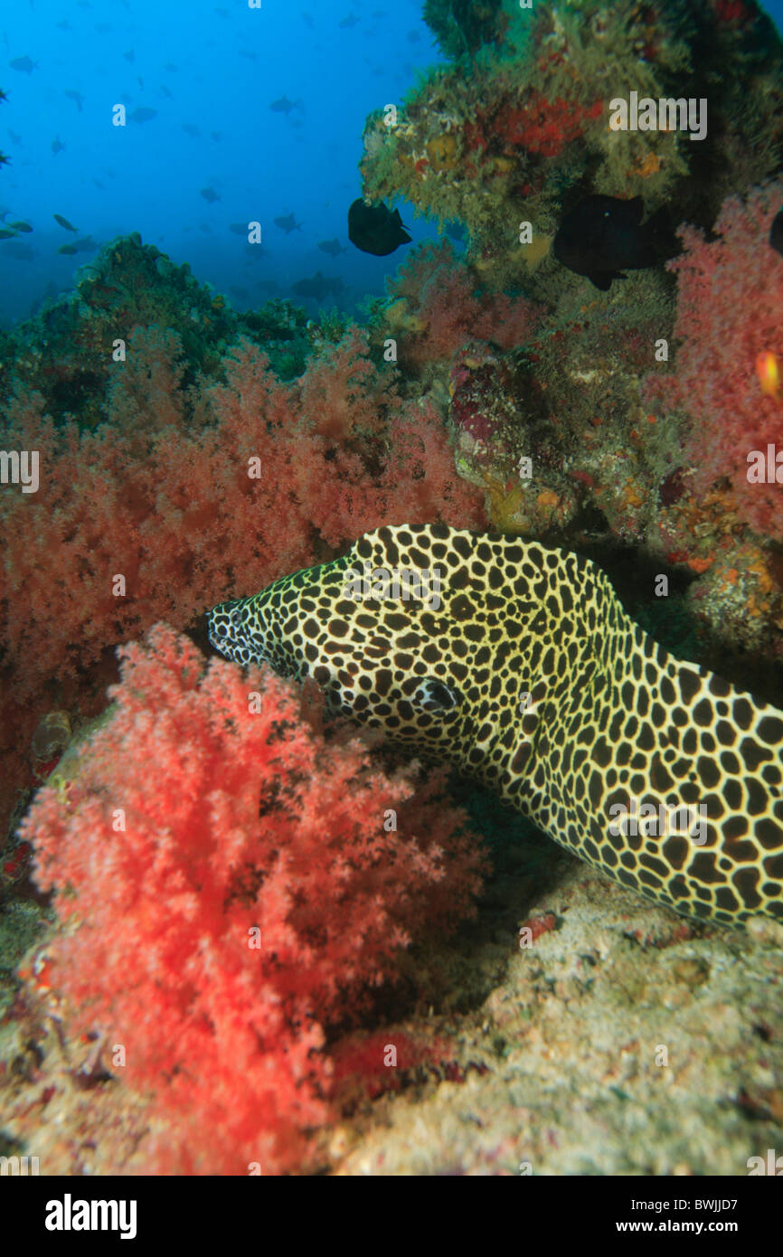 moraine fish underwater Maldives Asia Indian ocean Stock Photo - Alamy