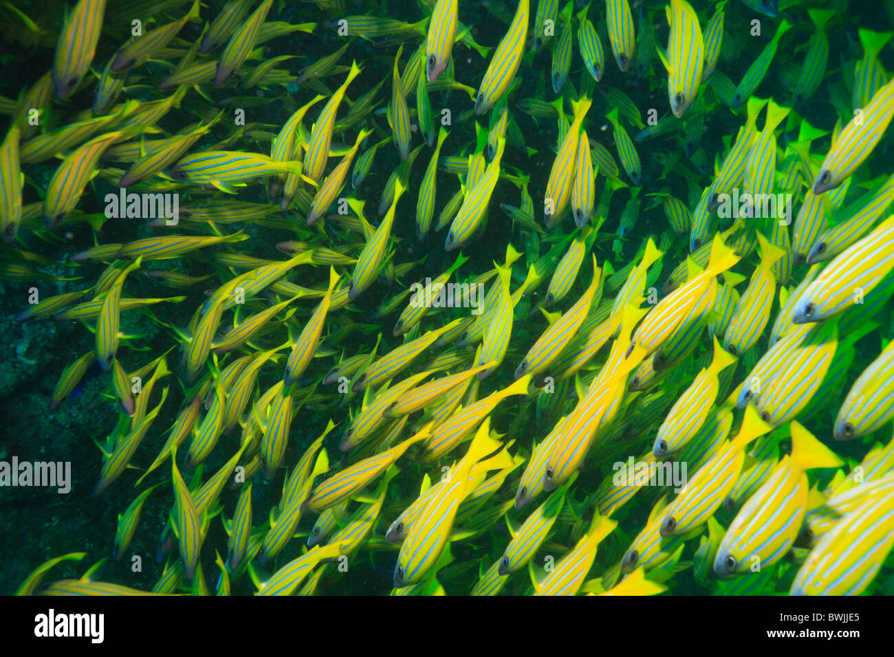 fish fish swarm swarm fish underwater Maldives Asia Indian ocean Stock ...