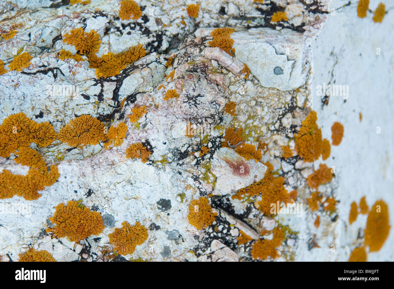 stone rock detail lichens plants pattern Stock Photo - Alamy