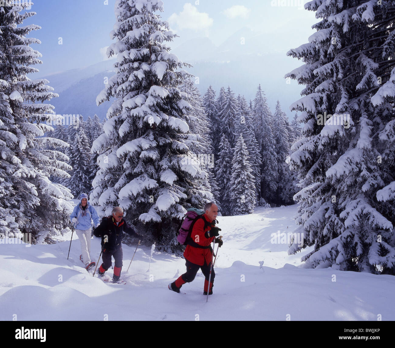 winter group seniors sports spare time wood forest coniferous forest ...