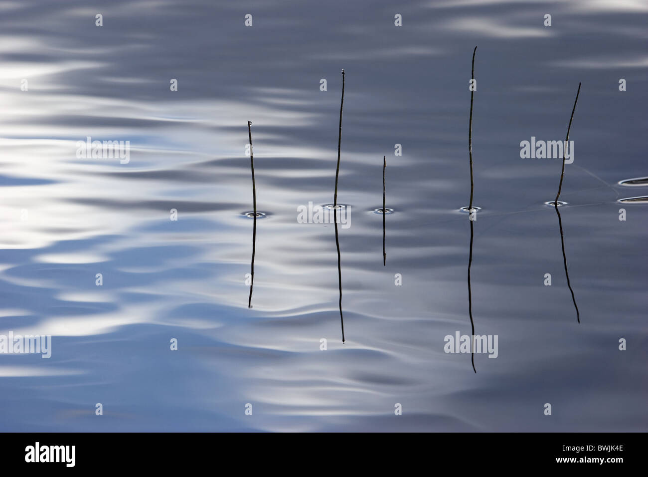 Sticks in the water hi-res stock photography and images - Alamy