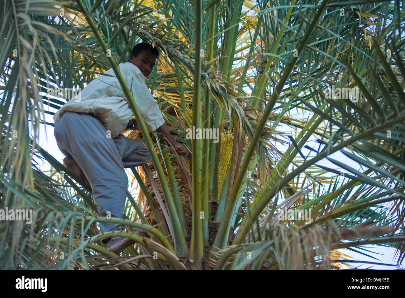 Date Palm Pollen Stock Photos & Date Palm Pollen Stock Images - Alamy