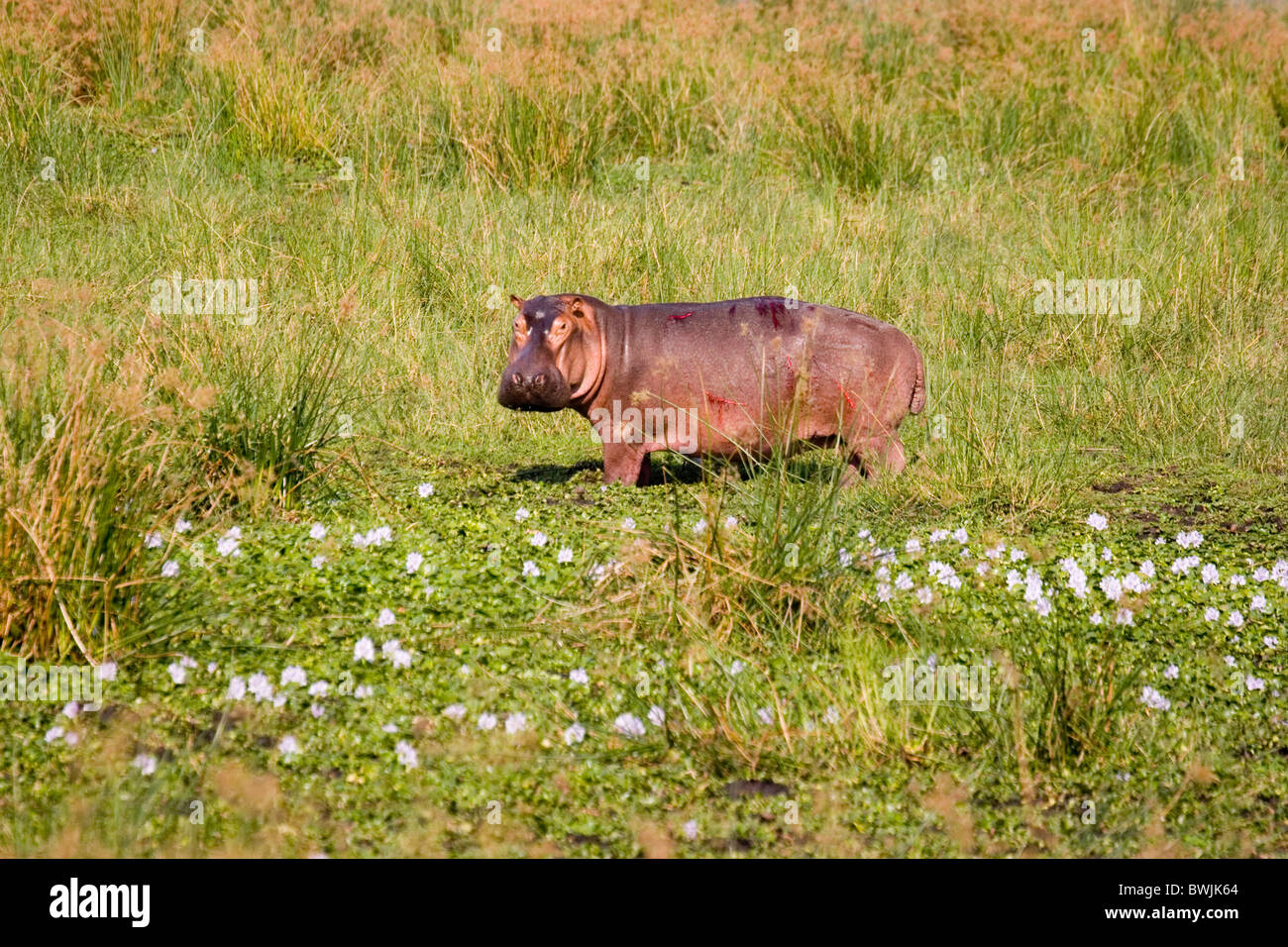 hippopotamus Hippopotamus amphibius bleeding blood injuries hurts ...