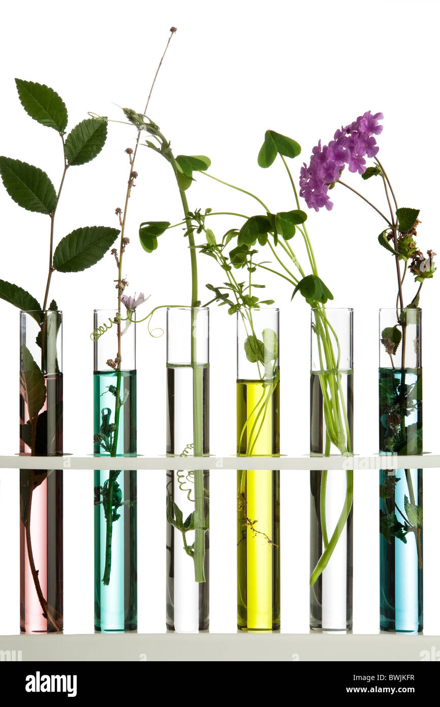 Flowers and plants in test tubes Stock Photo - Alamy
