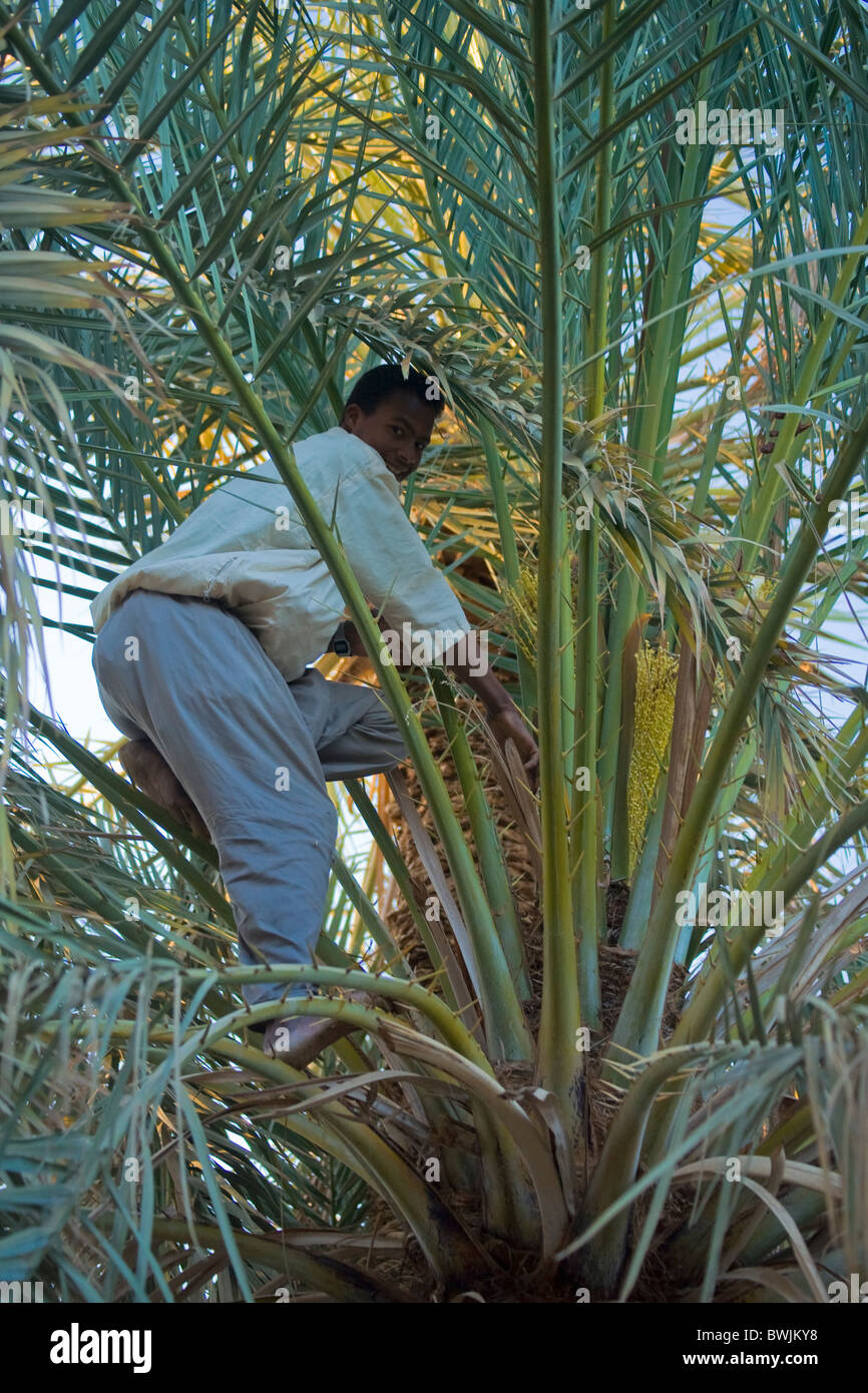 Egyptian man siwa hi-res stock photography and images - Alamy