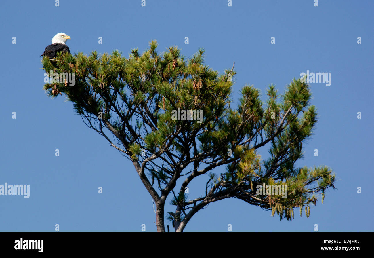 White headed eagle hi-res stock photography and images - Alamy