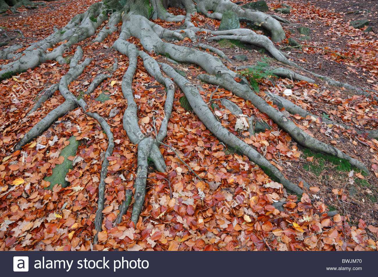 Silver Beech Tree Stock Photos & Silver Beech Tree Stock Images - Alamy