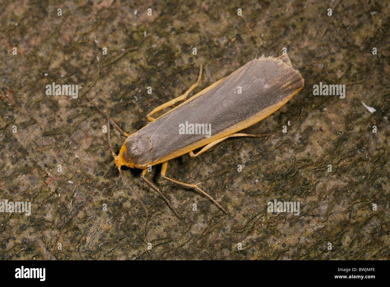 Common Footman, Eilema lurideola moth Stock Photo - Alamy