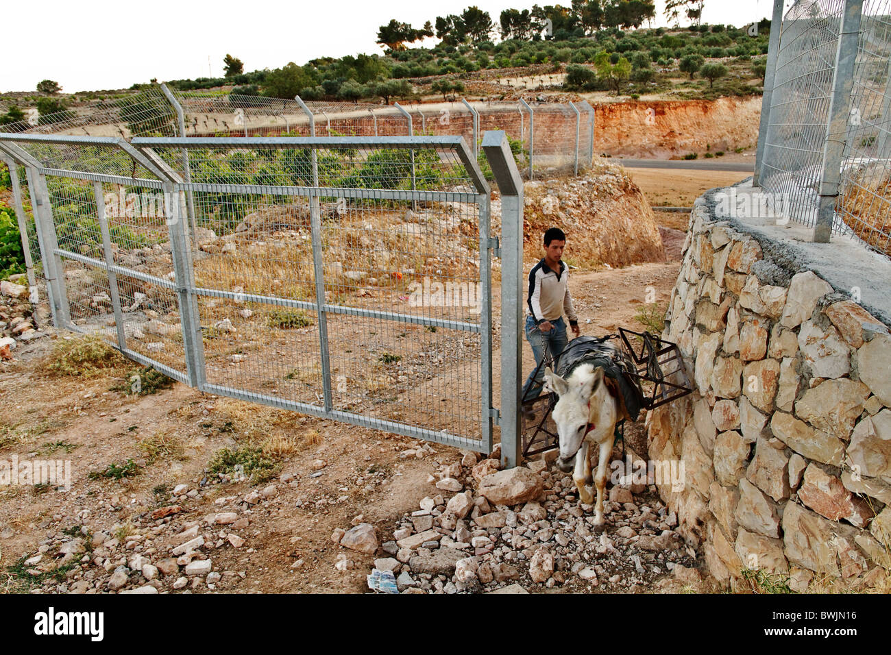 A Palestinian shepherd on a donkey coming back from pasture and pass ...