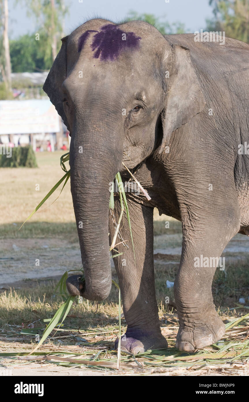 Asian elephant eating tree hi-res stock photography and images - Alamy