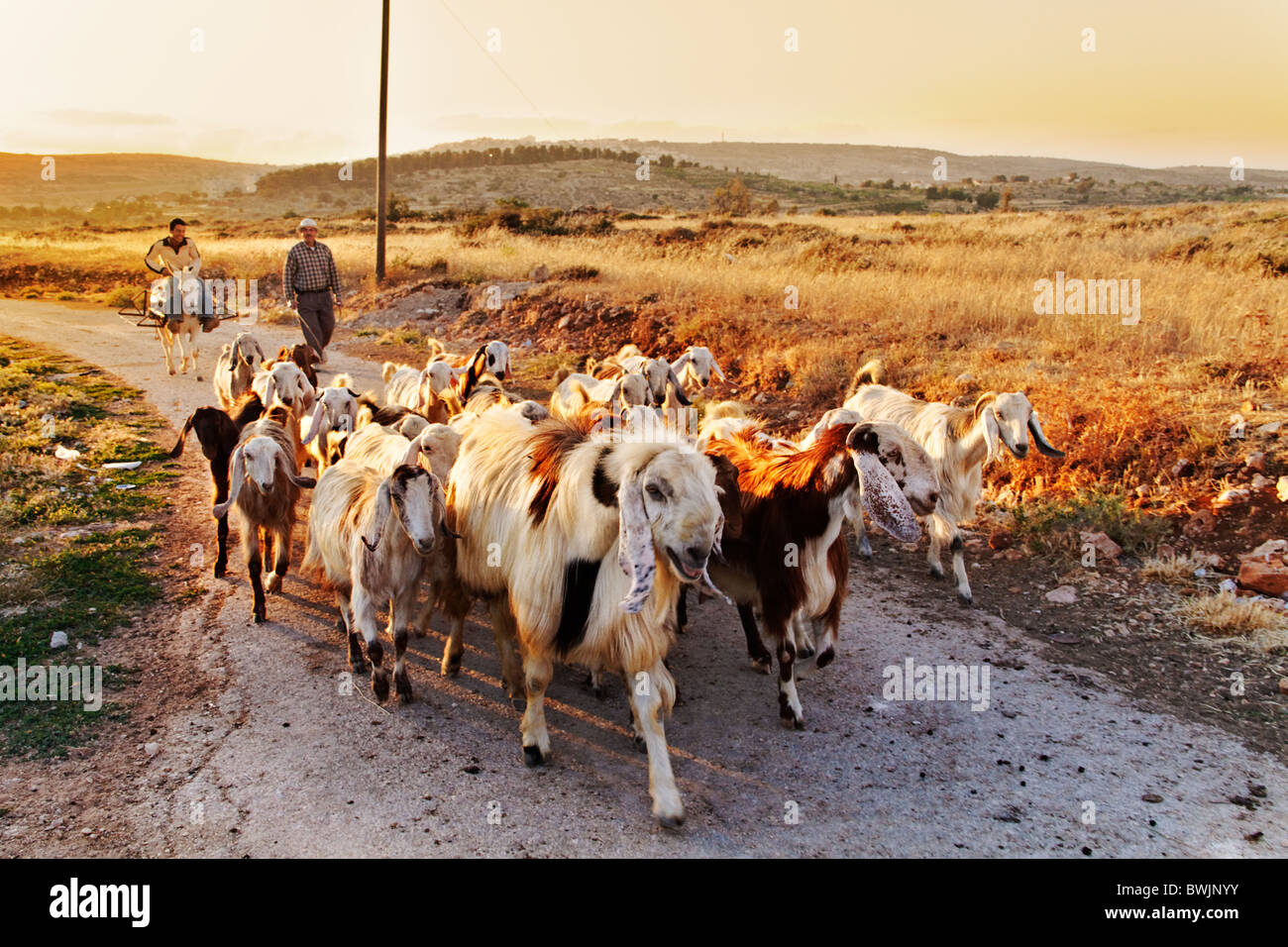 Palestinian shepherd coming back from pasture Stock Photo - Alamy