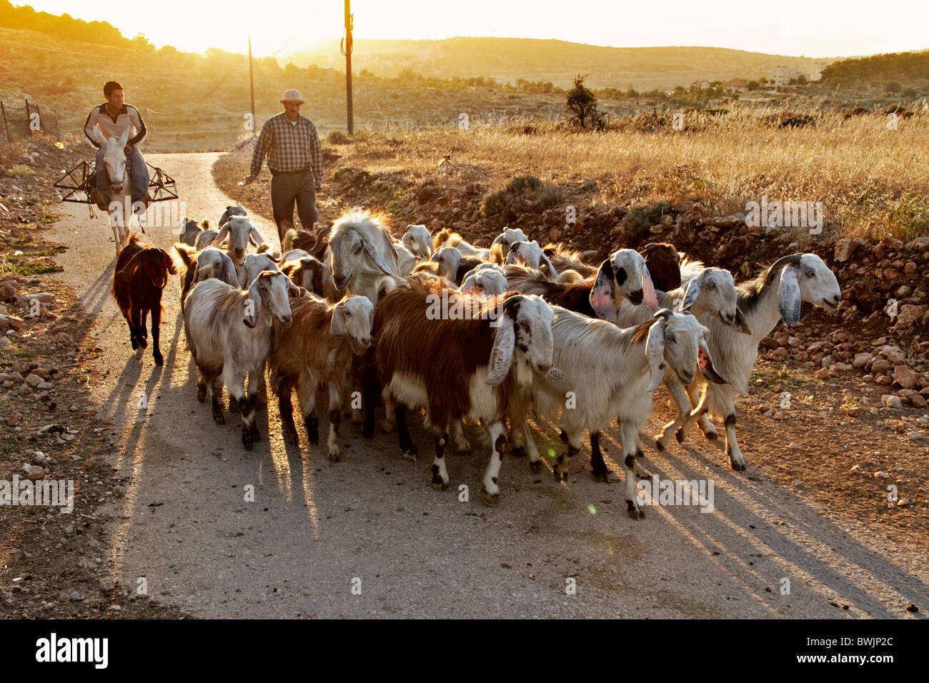 Palestinian shepherds hi-res stock photography and images - Alamy