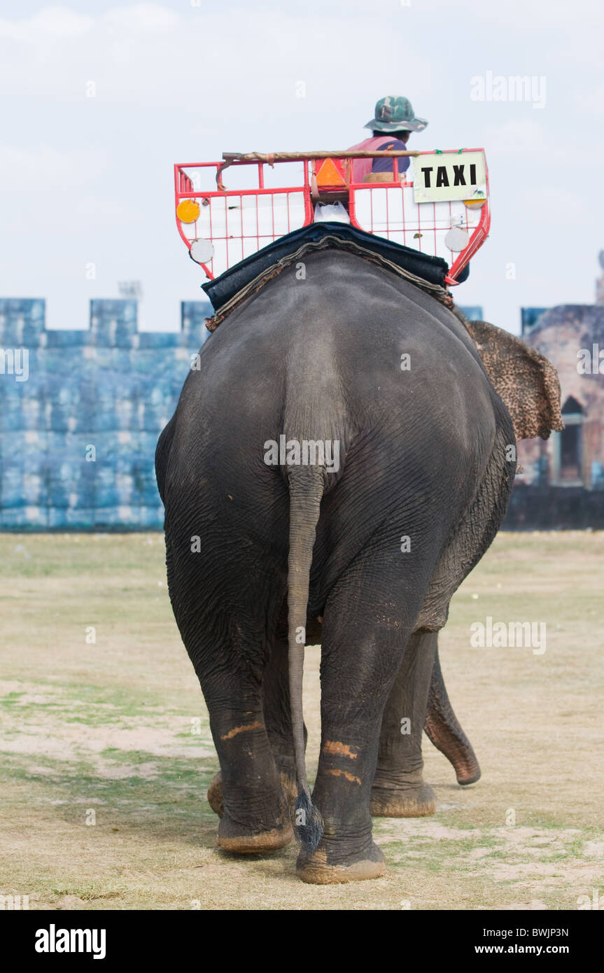Back of elephant in Thailand with taxi sign Stock Photo - Alamy