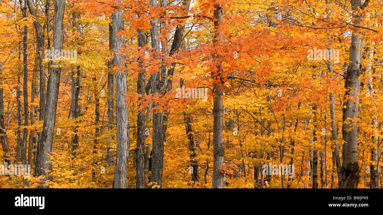 10826193 hi-res stock photography and images - Alamy