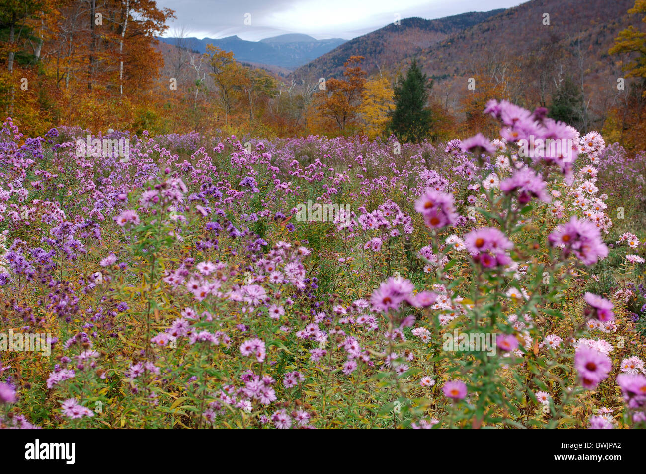 scenery landscape autumn autumn scenery flowers flower meadow wild ...